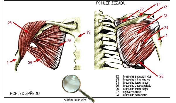 Zázračné lidské tělo... rameno (I.) (bolesti ramene a ramenního kloubu)